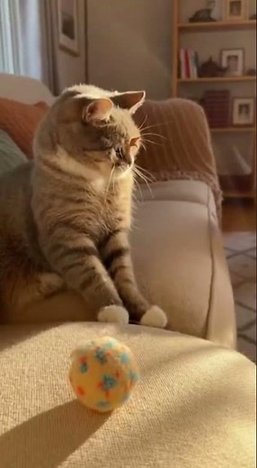 Amazing Dog Catching Balls with Incredible Speed