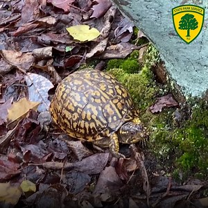 16K views · 2.3K reactions | #wildlifewednesday BOX TURTLE This...