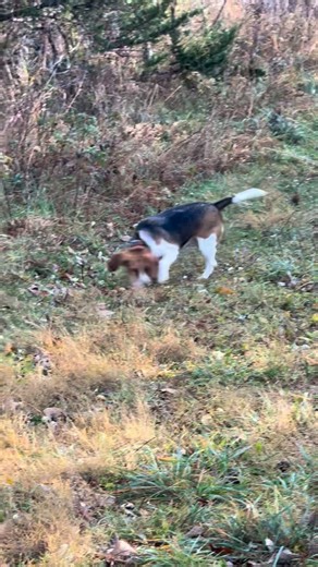 Nose to the ground and tails pumping hard… The girls are working it | Hammer Down Rabbit Hunting