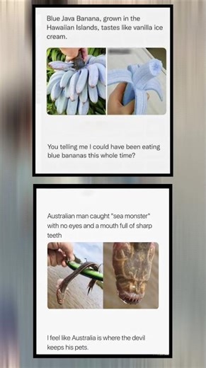 “Blue Bananas Exist?! 😳🍌 And Australia Is Built Different 💀”#funny #memes #comedy #trending #viral