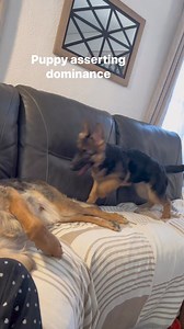 15K views · 10K reactions | My puppy loves attacking her big sister #puppylove #puppy #germanshepherd | Joy Purrone | Facebook