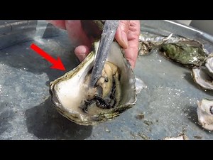 What's inside an Oyster?