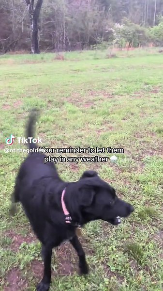 #goldenretriever #dog #pet #tiktok #viral #trending #trend #explore #fyp #nature