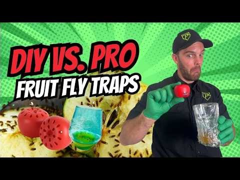 Fruit Fly Traps To Get Rid of Fruit Flies: DIY vs Pro