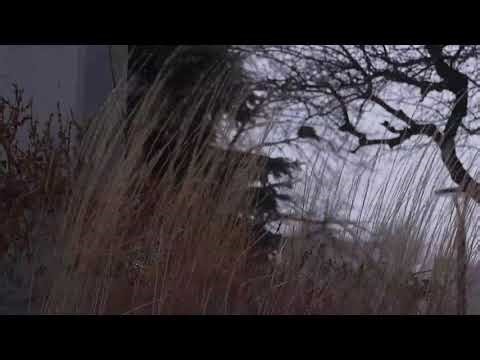 251226-Windy Boxing Day Toronto Lumix GF3 Yongnuo 42.5mm