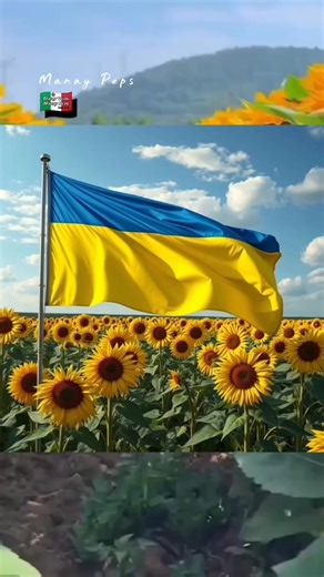 28 reactions · 8 comments | Discover the Many Uses and Benefits of Sunflowers. Watch This! #highlights #sunflower #sunflowerseeds #USES #Benefits #manaypeps | Efigenia Lustre | Facebook