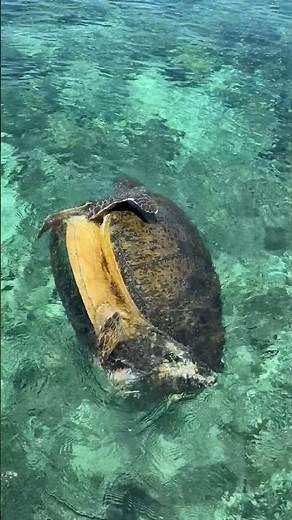 Tired Turtles Dance In Circles || ViralHog