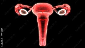Female Reproductive System Anatomy Stock Video