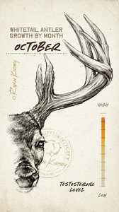Quite possibly the greatest pre-game music for the greatest pre-rut month of the year: October. Changes in testosterone levels (both up and down) are responsible for every change in a whitetail’s antler growth cycle: from the first growth spurt in March to shedding of velvet in September to shedding the antler in late winter. October is the month that a buck’s testosterone surges in preparation for the big show…which might be his Last Dance. (90’s Bulls fans get it 🏀) Art and info from my Scori