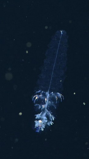 Siphonophore in the deep. ⁠ Siphonophores are colonial animals composed of many integrated parts. Each part of the siphonophore is highly specialized to serve a function such as swimming, eating, digesting, reproducing, and defending the colony. The swimming bells on top propel the colony. ⁠ ⁠ In the case of this species, Forskalia formosa, it moves in a dizzying 360-degree whirl as it swims upward through the water. Siphonophores are extremely fragile and can break into many pieces under even t