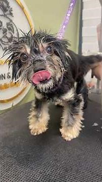 Cute Yorkie Puppy Gets a Glamorous Grooming Makeover! 🐾✨