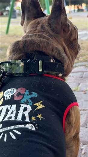 Soft steps, peaceful vibes 🐶 pasos suaves, vibra tranquila