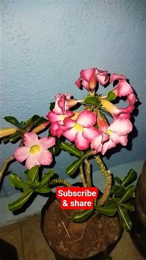 adenium care tips 💡 / #adenium