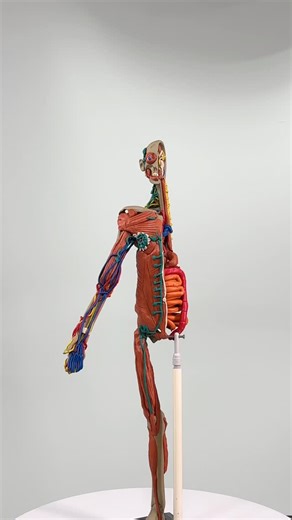 Ever wondered what it really feels like to build the human body piece by piece? 🧠🫀🦴 Introducing the MANIKEN® Student 2 Anatomy Model — your hands-on gateway to mastering human anatomy like never before! 👩‍🔬👨‍🔬 Whether you’re a student, educator, or lifelong learner, this clay-based system puts real learning in your hands. 💪🖐️ ￼ ➡️ Build muscles, nerves, vessels, and skeletal structures right on the model ➡️ Durable design made for repeated lab use ➡️ Study every system of the body — fro