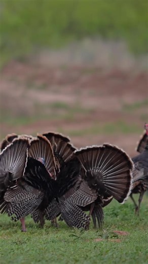 Spring Block Party Fun: Celebrating Together