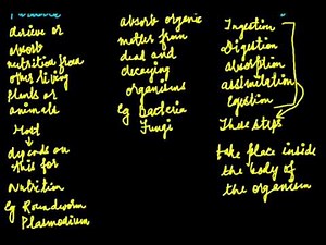 Nutrition in Animals - Lecture 1 Video Lecture - Class 7