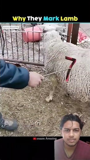 Why They Mark Lamp🐑🐑
