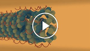 Inside the CTE Damaged Brain