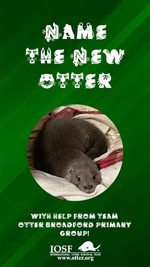 We have the final 3 potential names for you! We used a random generator wheel to cut the list down from over 70 to just 3, and here are the youngsters from Team Otter Broadford's primary school group to tell you the names that are in with a chance of winning! 🦦 Thank you for all of your suggestions and we still need your help, so please vote by commenting on this post with your favourite name. The winner will be announced next week! 😍 | International Otter Survival Fund