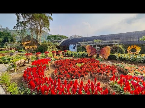 Tour De Java | Kebun Begonia Lembang, Kab. Bandung Barat