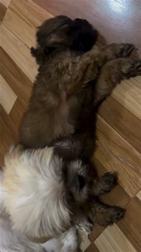 #puppy #frenchiesoftiktok #frenchbulldog #snuggly #speakpug #bulldog #frenchielife #frenchie