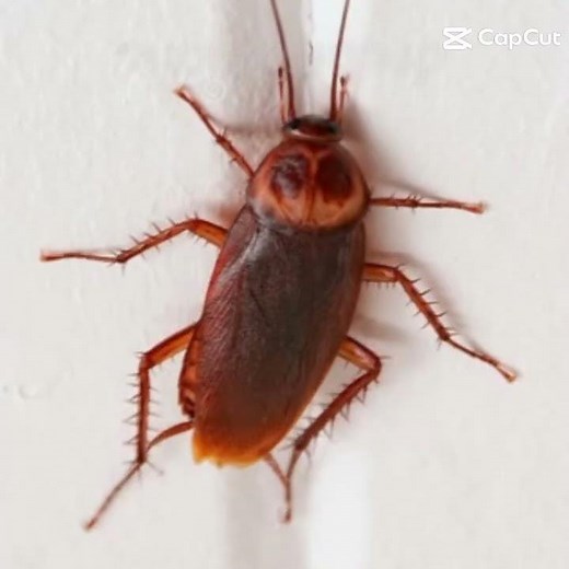 scary flying cockroach 🪳