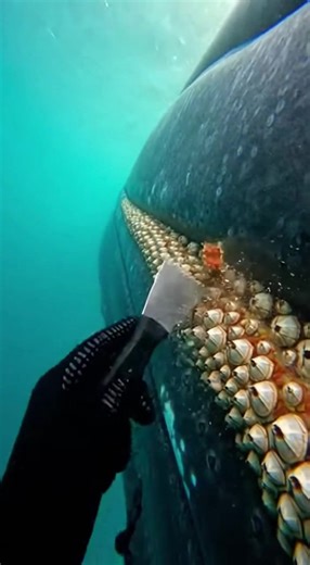 Satisfying Barnacle Removal Underwater