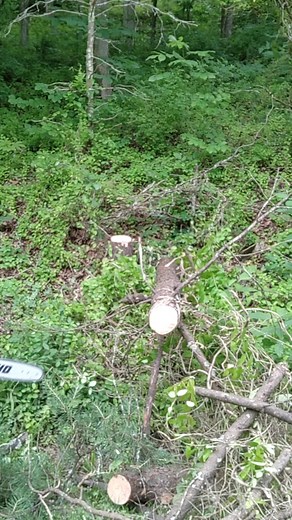 PORTED ECHO 2511t...EGAN PERFORMANCE PIPE 🤙🏻😎 #treeremoval #treecare #treeclimber #stihlchainsaw #husqvarna #chainsaws #treecutting #arblife #chainsaw #forestry #treefelling #chainsawman #tree #trees #logger #arborist #treesurgeon #treeservice #arboristlife #wood #arboristsofinstagram #treelife #treework #stihl #logging | Basmat Dita