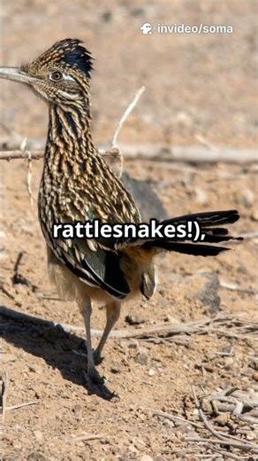 Roadrunner Speed Test..#shorts #shortvideo