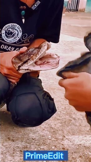 Python Teeth. #phython #snake #snakevideo #snake #funny