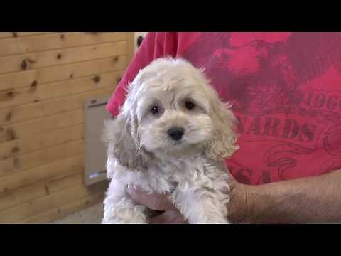 Cockapoo Puppies for Sale
