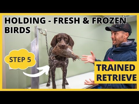 Formal Retrieving Work - Trained Retrieve - Step 5 - Holding: Fresh & Frozen Birds