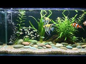 Realistic Aquarium Loop🐠 | Relaxing Fish Tank for TV | No Music white sound