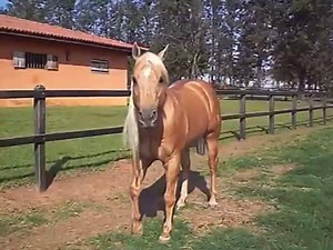 57K views · 752 shares | ORDER ME A SHINE (Shining Spark X Metermaid To Order, By Doc O’Lena) Garanhão - Puro de origem Nascimento em: 1997 Registro: AQHA Pelagem: Baio amarilho | Quarto de Milha | Facebook