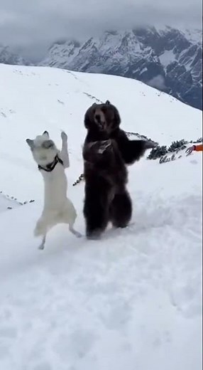 Pyrenean Mountain Dogs: Guardians of the French Mountains