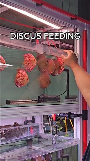 Discus Fish Feeding at an Aquarium #aquariumhobby #fishkeepinghobby #tropicalfish