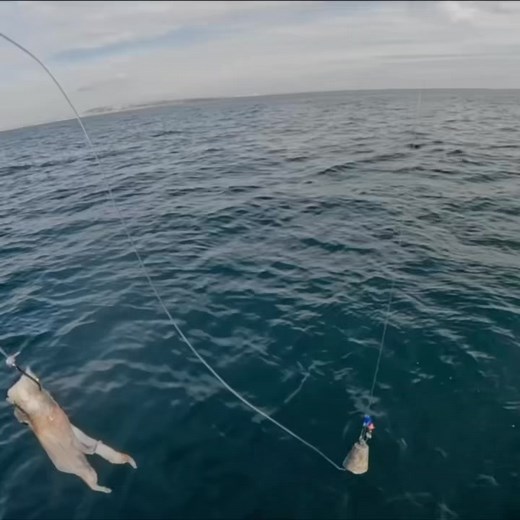 57K views · 324 reactions | After a dozen tope my rod hooped over again and it was not what I expected  #saltwaterfishing #fishingtips #deepseafishing #fisherman #bestlife #mentalwellbeing #boatfishinguk #boatfishing #fishinglife #seafishing #seafishinguk #boatlife #catchandrelease #pennfishing #sakuma #fishingwithfriends | Uk Fish Slayer | Facebook