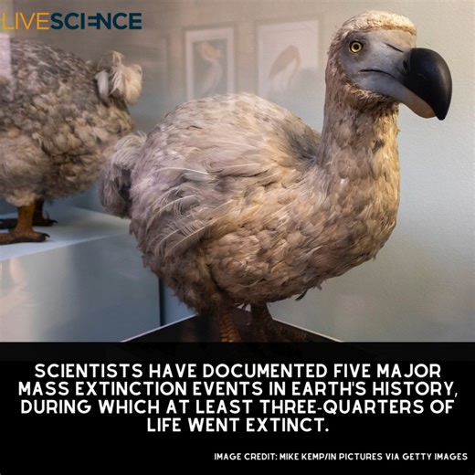 2.7K views · 29 reactions | If we continue on our current trajectory, the sixth mass extinction is inevitable and the times we're living through now will be part of that geological period. Find out more  https://trib.al/fIiLY7c | LiveScience | Facebook