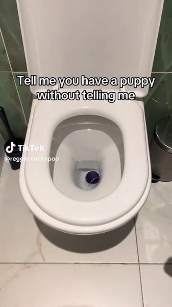 Anyone else’s puppy like this?? #newpuppy #funnydog #cockapoo #fyp