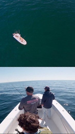 32K views · 99 reactions | Hearts were broken on Cape Cod... | Wild Fly Productions | Facebook