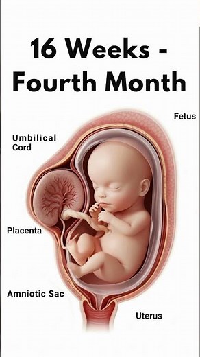 Fetus at 16 Weeks | How a Baby Looks Inside the Womb