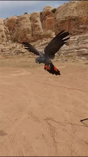 Have you met Faye? #redtailedblackcockatoo #blackcockatoo #cockatoo #beauty #freeflight #birds #birdtricks #facebookreels | BirdTricks