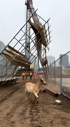 Goat’s Great Escape! 🐐 #CloseCall #ConstructionFail