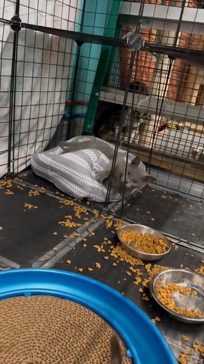 They are the messiest group of kittens yet. We are happy to report they are all making progress and getting over their health issues. In a week or two they will be ready for homes. Are you looking for a playful companion? If so, complete our application online at www.spifriendsofanimalrescue.com . #spi_friendsrescue #southpadreisland #southpadre #kittens #adoptdontshop #adoptme #spichamber #rescuemeresale | Friends of Animal Rescue