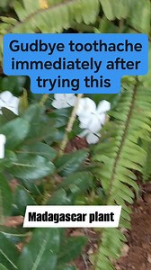 Relieve your self from toothache immediately after trying l this simple remedy 🙏💪💪 Pliz like share comment and follow @highlight #evernice # | Evernice Gladys Mashababe