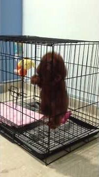 Toy Poodle Puppy First Night : Whining and Seperation Anxiety - V002