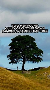 🚨 BREAKING: Daniel Graham and Adam Carruthers have been found guilty of cutting down the famous Sycamore tree. #Breaking #Breakingnews #Sycamoretree #Gbnews | GB News