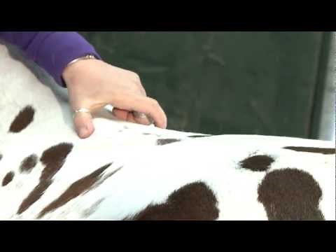 Determining how wide a gullet channel needs to be for your horse: RP Saddle Fitting Tutorial