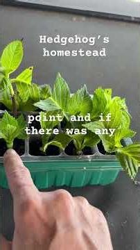 Hydrangeas from Cuttings - Simple Step by Step Guide