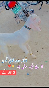 10K views · 348 reactions | #GOAT #everyoneシ゚ #goatfarminkarnatka #taedegoat #betalgoat #KamoriGoat #goatfarm #goatfarming #goatchallenge #animalphotography Sajawal Goat Farm | Sajawal Goat Farm | Facebook